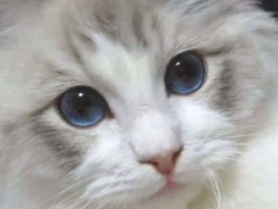 Ragdoll Cats & Kittens by Dixie Willow Ragdolls in Tennesee