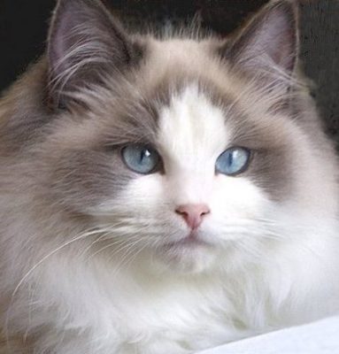 Ragdoll Cats & Kittens by Dixie Willow Ragdolls in Tennesee