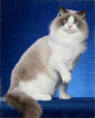 Ragdoll Cats & Kittens by Dixie Willow Ragdolls in Tennesee