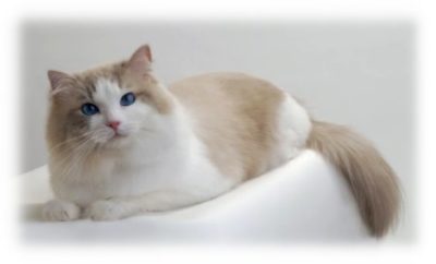 Ragdoll Cats & Kittens by Dixie Willow Ragdolls in Tennesee