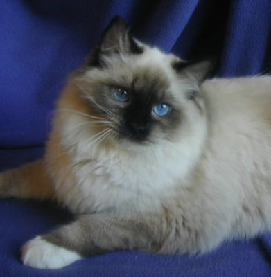 Ragdoll Cats & Kittens by Dixie Willow Ragdolls in Tennesee