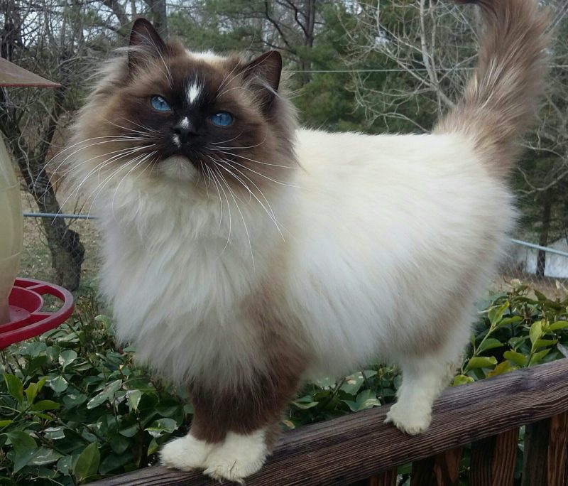 Ragdoll Boys in Tennessee | Dixie Willow Ragdolls
