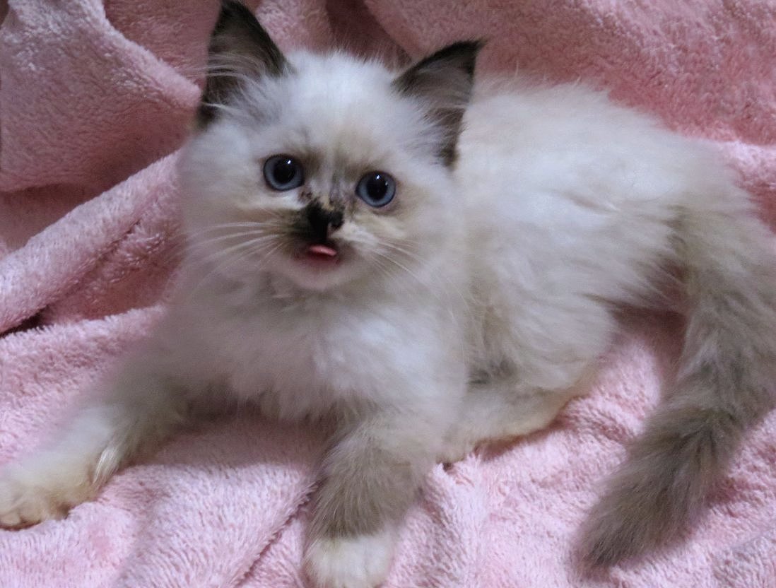 Glamour Shots | Dixie Willow Ragdolls