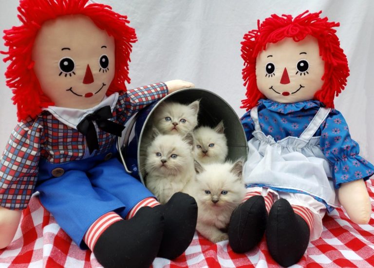 Ragdoll Cats & Kittens by Dixie Willow Ragdolls in Tennesee
