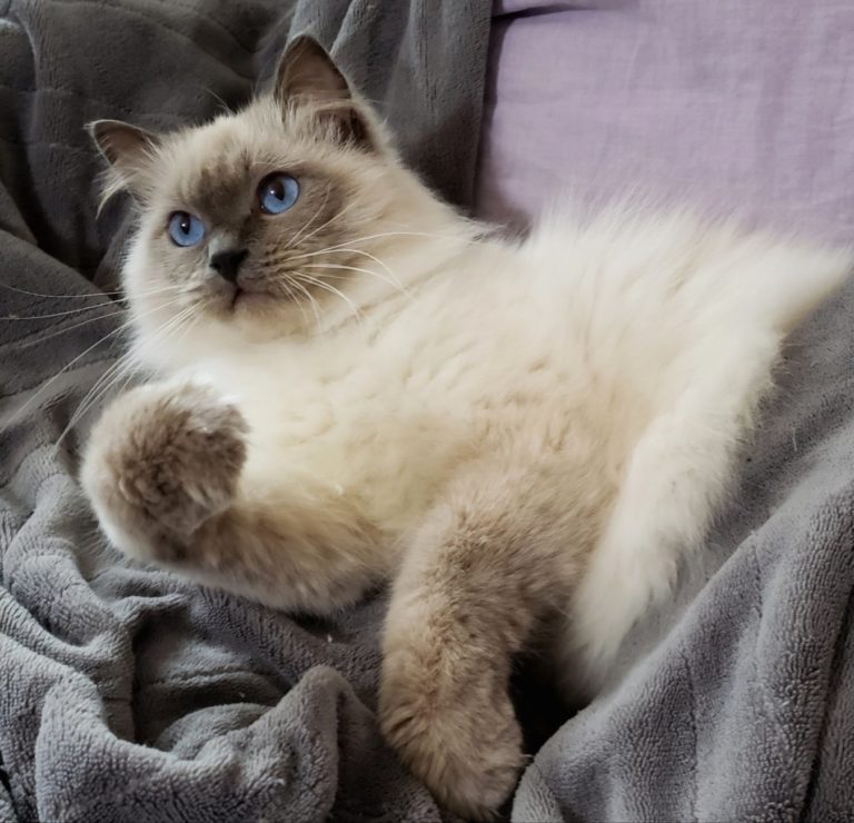 Ragdoll Cats & Kittens by Dixie Willow Ragdolls in Tennesee