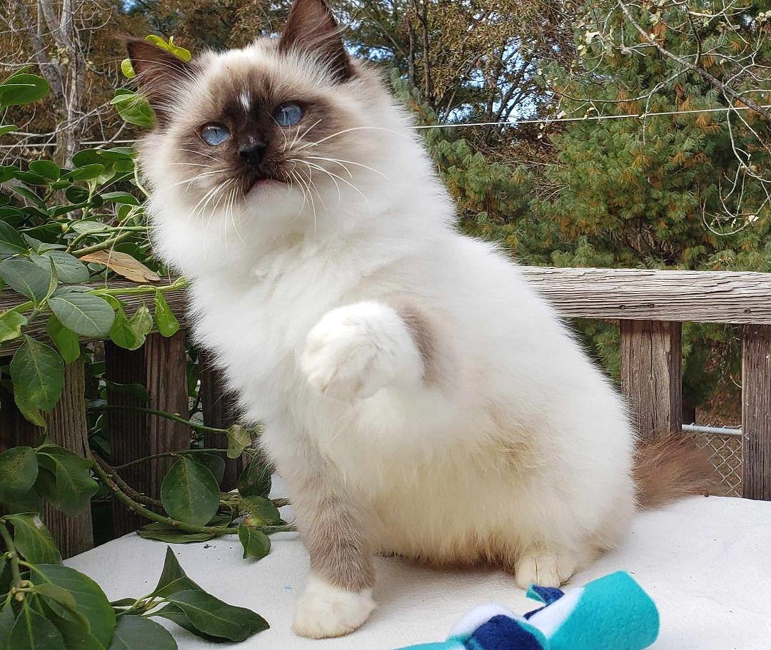 Ragdoll Cats & Kittens by Dixie Willow Ragdolls in Tennesee