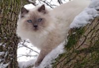 Ragdoll Cats & Kittens by Dixie Willow Ragdolls in Tennesee