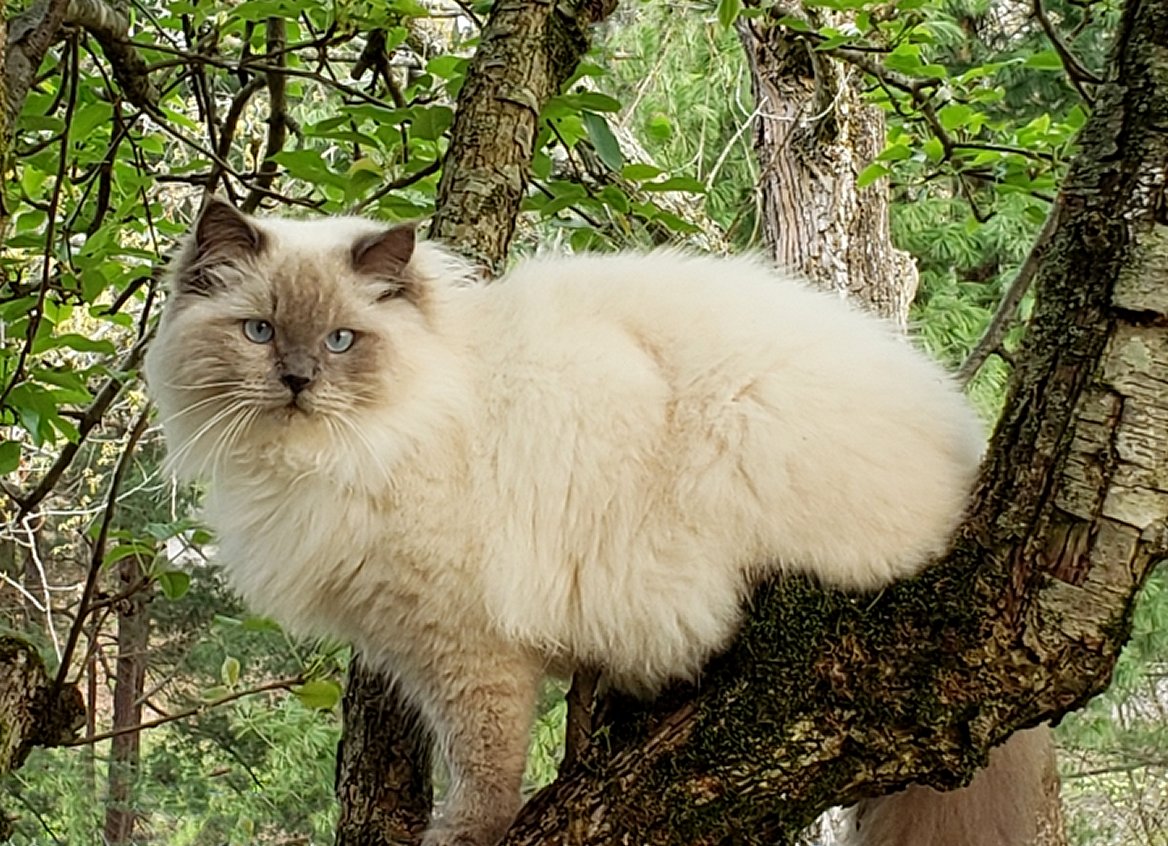 Kittens | Dixie Willow Ragdolls