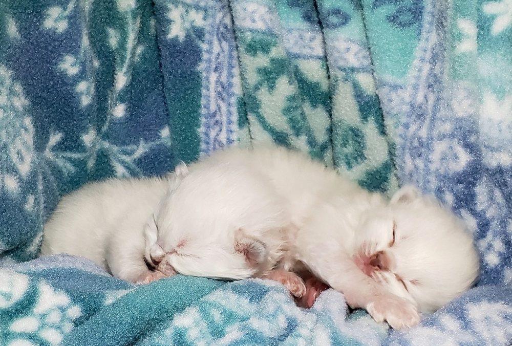 Ragdoll Cats & Kittens by Dixie Willow Ragdolls in Tennesee