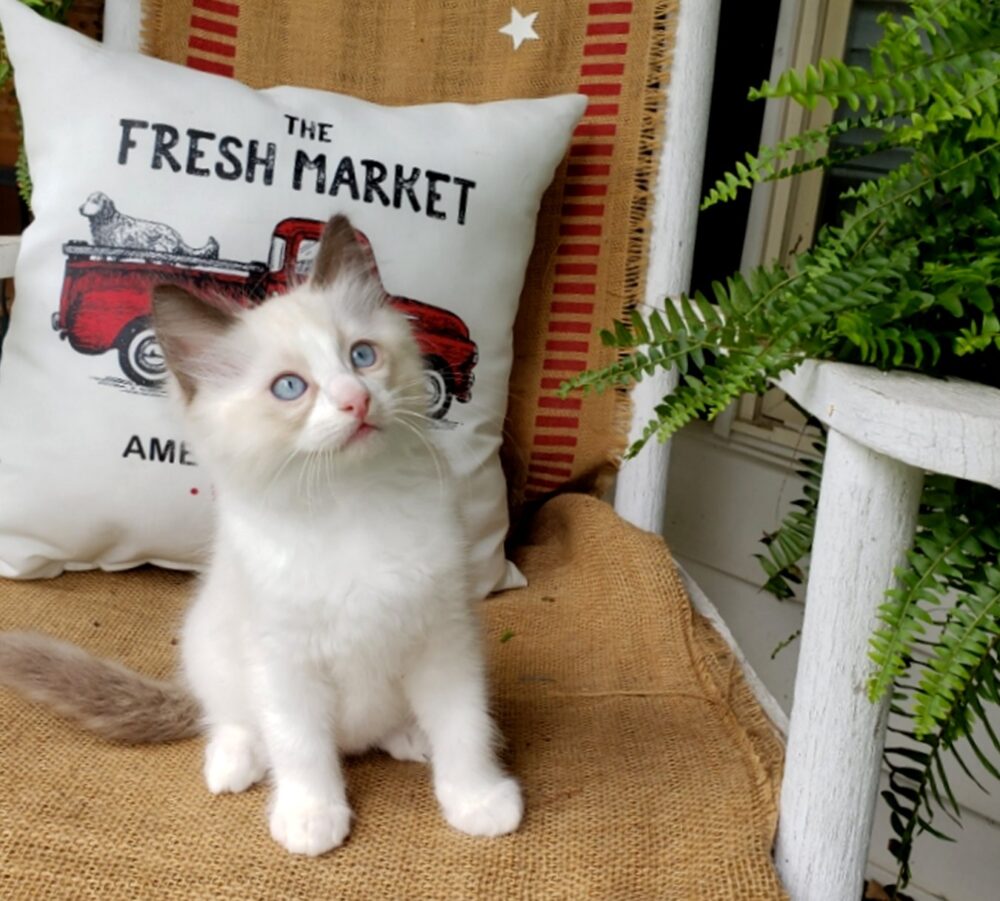 Kittens | Dixie Willow Ragdolls