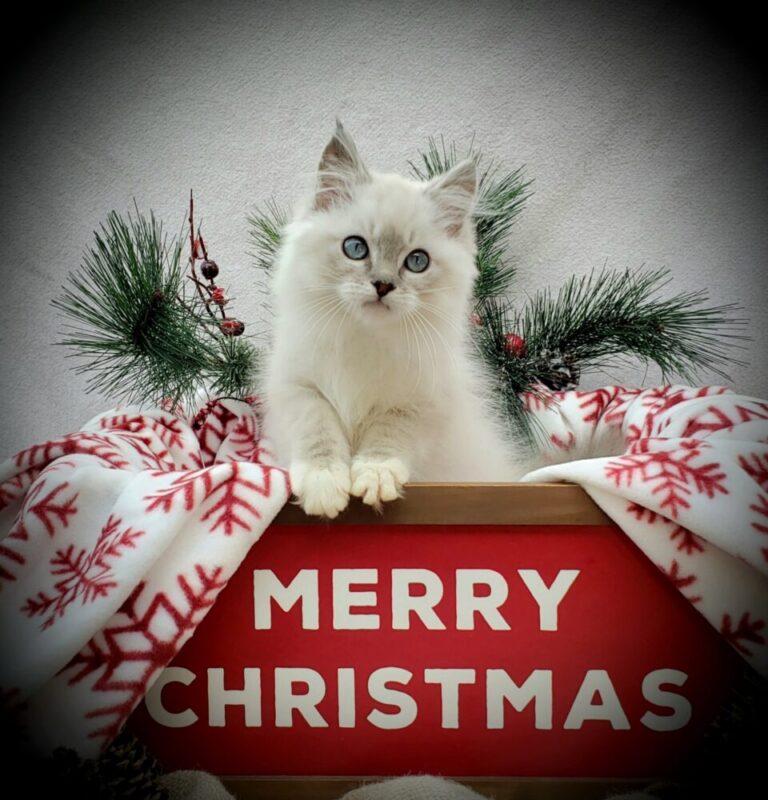 Ragdoll Cats & Kittens by Dixie Willow Ragdolls in Tennesee