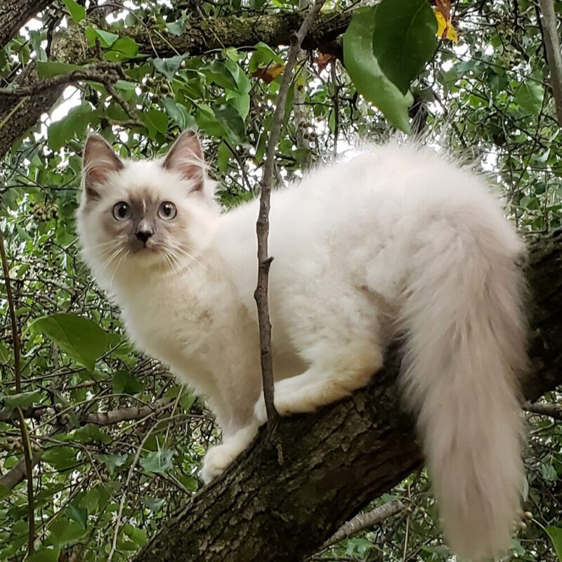 Kittens | Dixie Willow Ragdolls