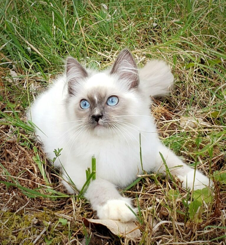 Kittens | Dixie Willow Ragdolls