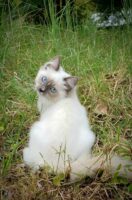 Kittens | Dixie Willow Ragdolls