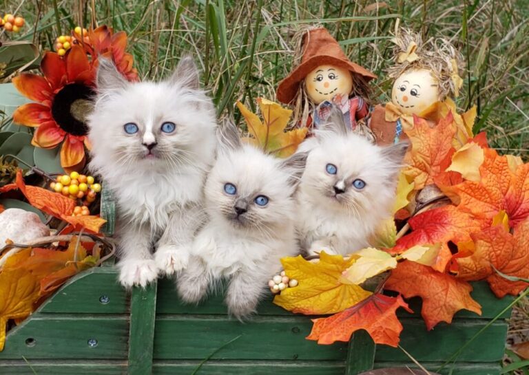 Ragdoll Cats & Kittens by Dixie Willow Ragdolls in Tennesee