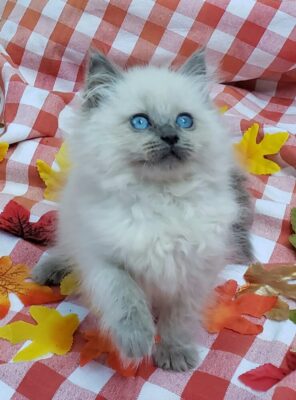 Kittens | Dixie Willow Ragdolls