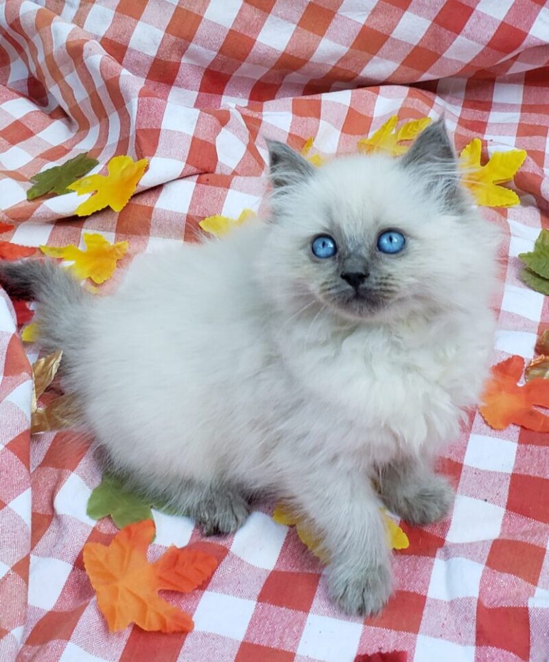 Kittens | Dixie Willow Ragdolls